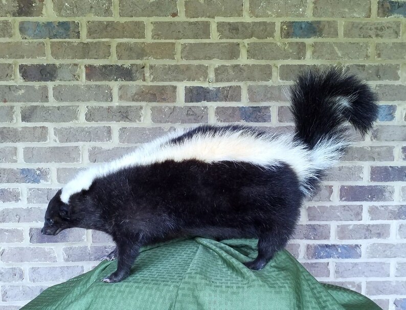 Godzilla Striped Skunk Mount NEW - Etsy