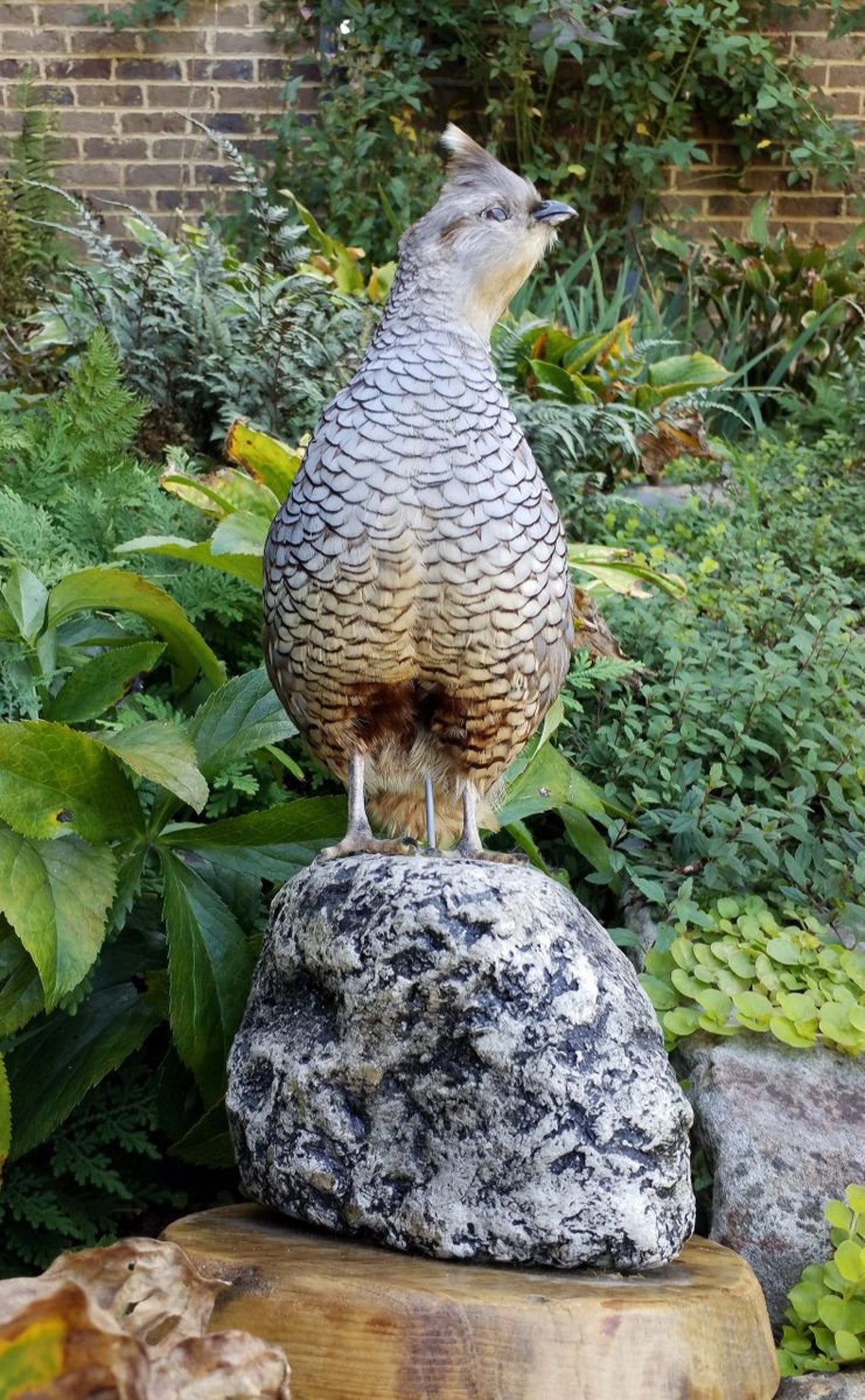 Scaled Quail Mount High Quality - Etsy