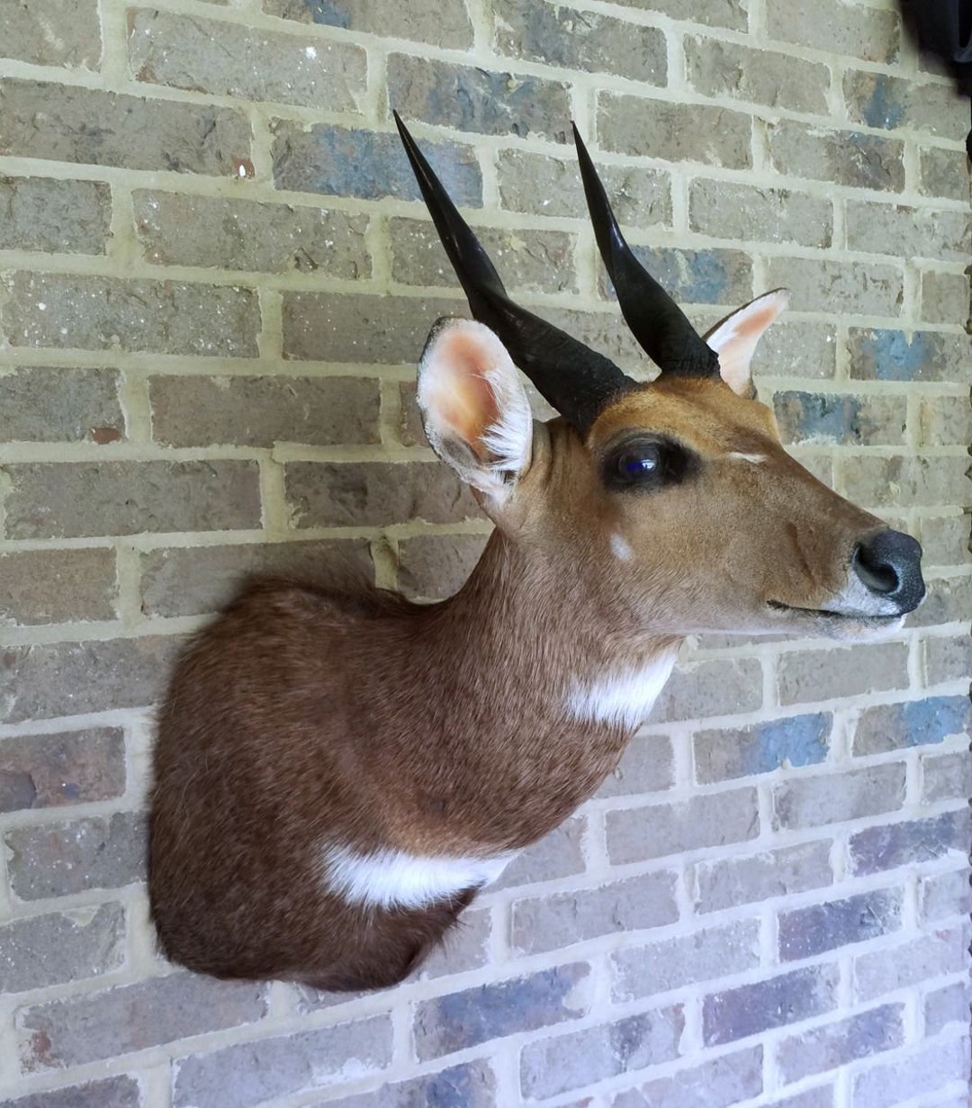 Sharp-looking Large Bushbuck Mount - Etsy
