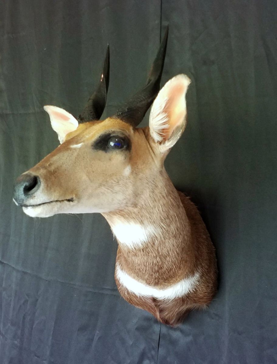 Sharp-looking Large Bushbuck Mount - Etsy