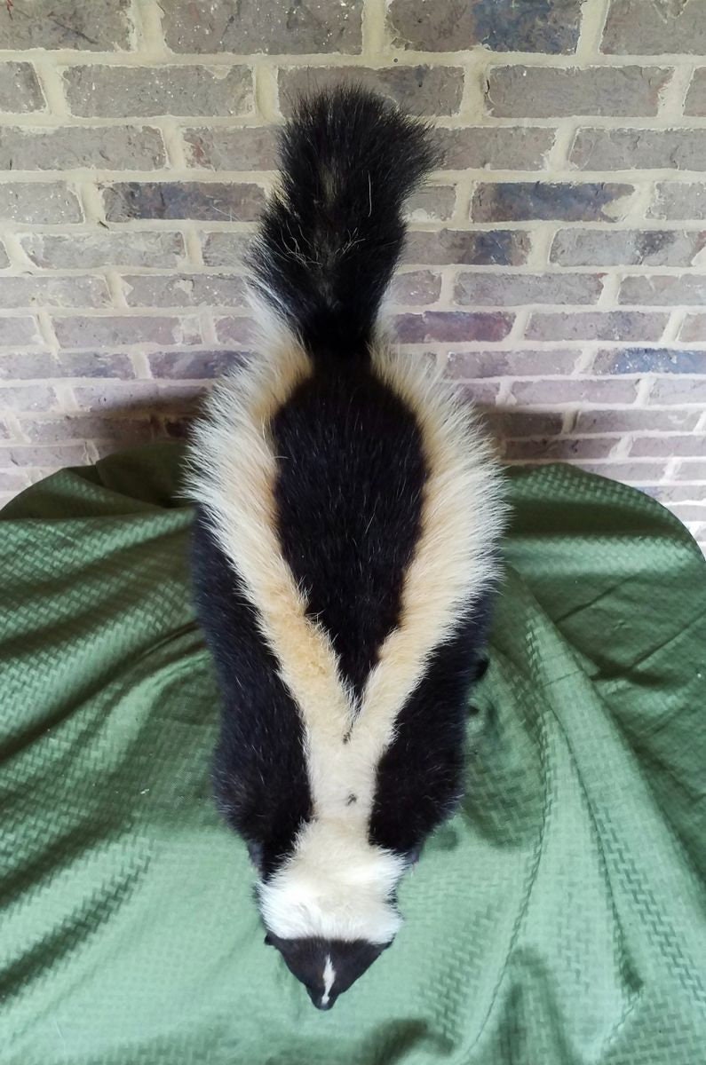 Godzilla Striped Skunk Mount NEW - Etsy