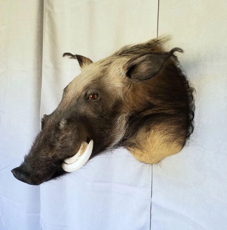 Ugly African Bushpig Shoulder Mount - RARE Item - Etsy