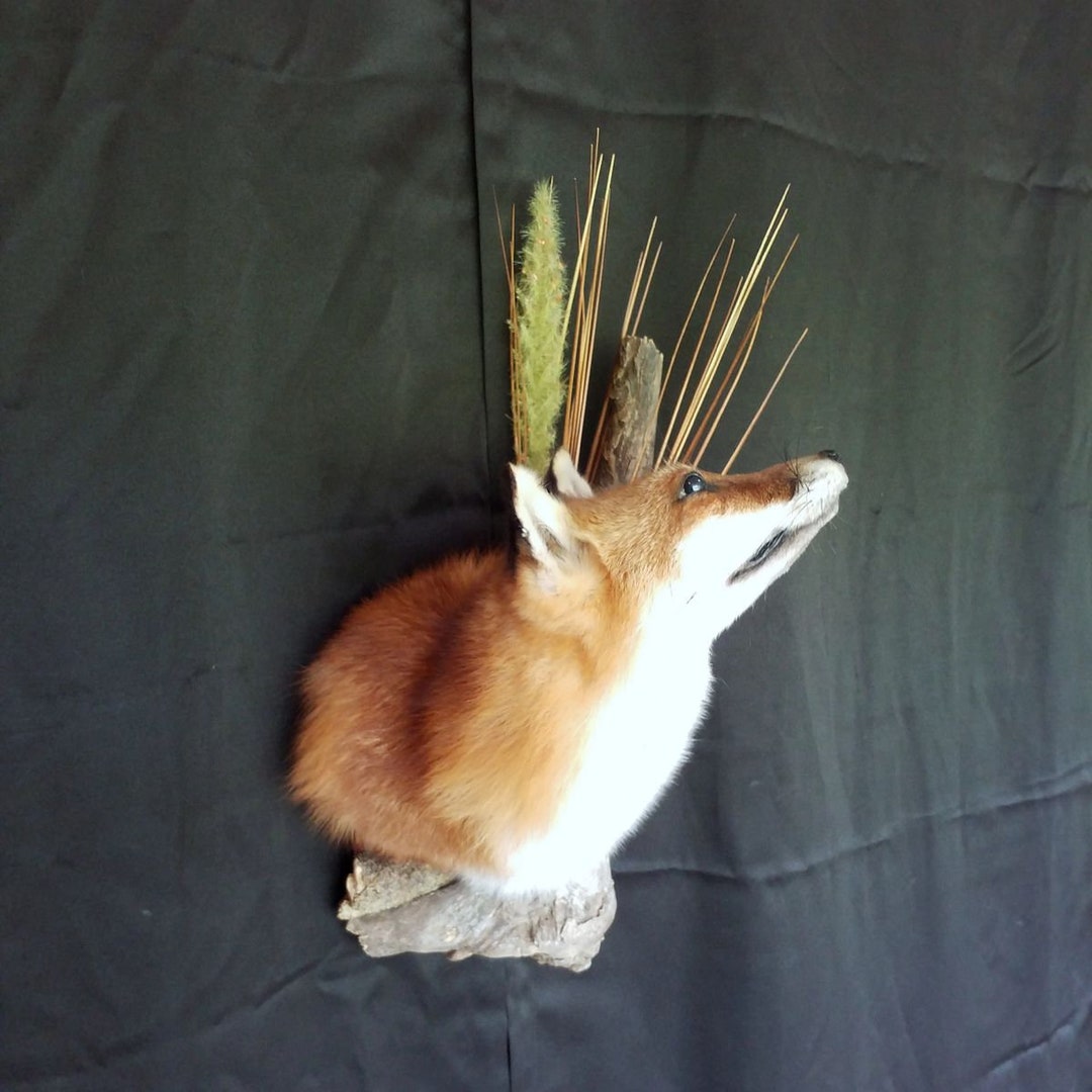 Star-gazing Russet Red Fox Head Wall-mount NEW - Etsy