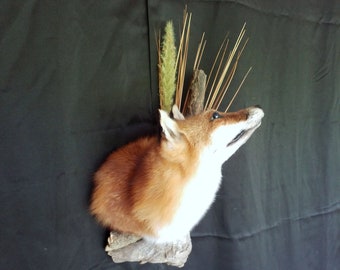 Vintage Taxidermy Red Fox Head Mount - Etsy