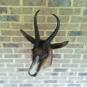 Vintage Chocolate Springbok Head and Shoulder Mount - Etsy