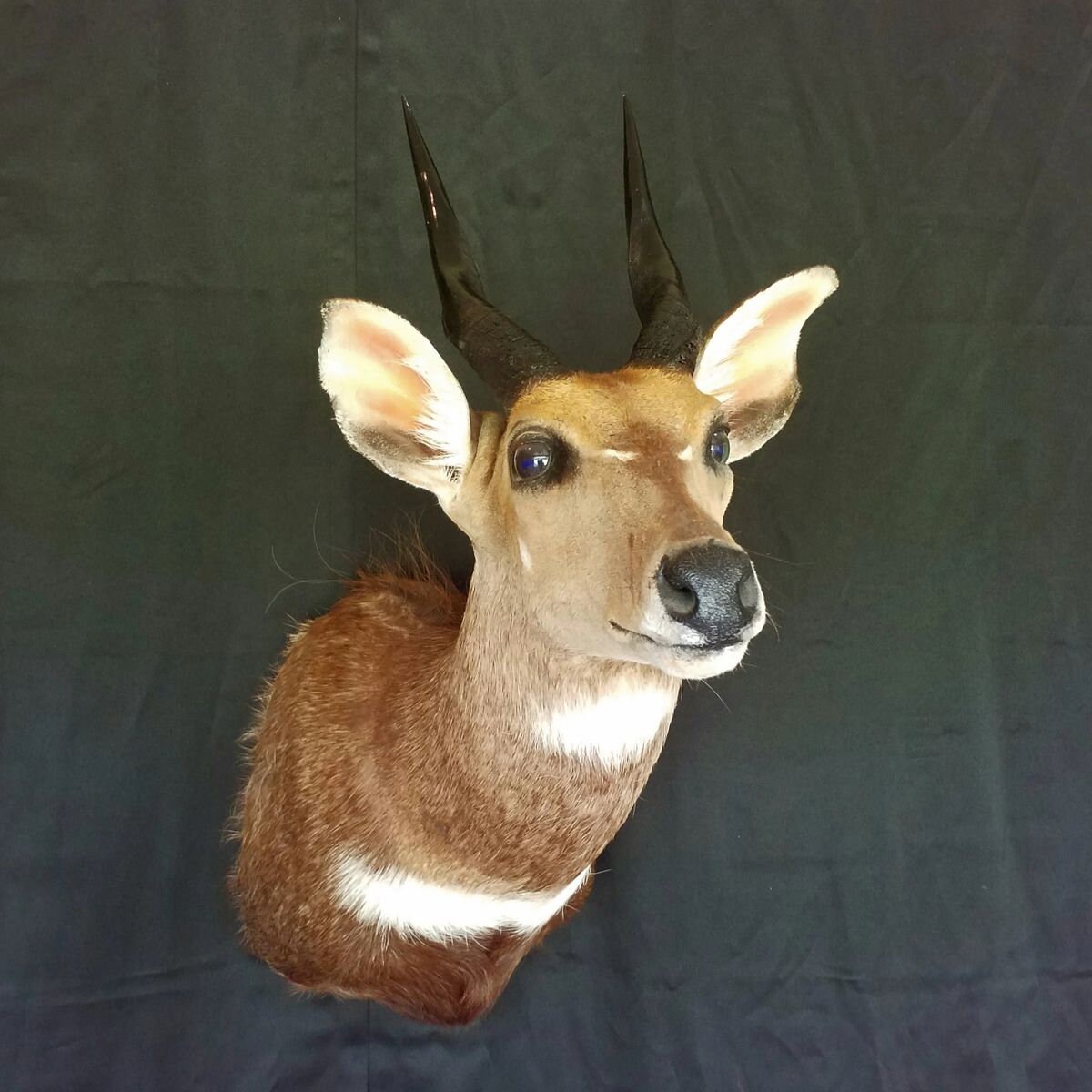 Sharp-looking Large Bushbuck Mount - Etsy
