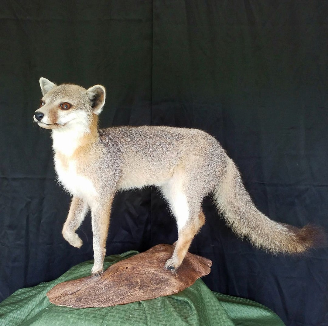 Vintage Gray Fox Mount - Etsy