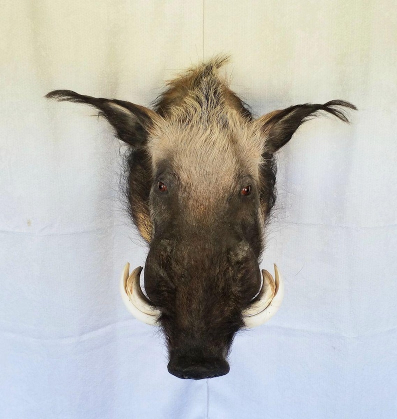 Ugly African Bushpig Shoulder Mount - RARE Item - Etsy