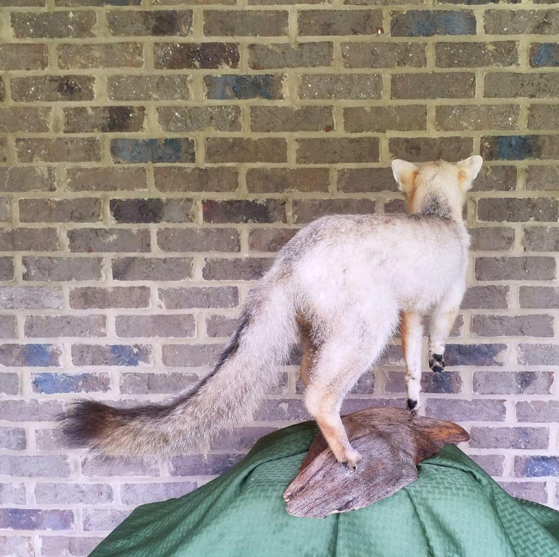 Vintage Gray Fox Mount - Etsy