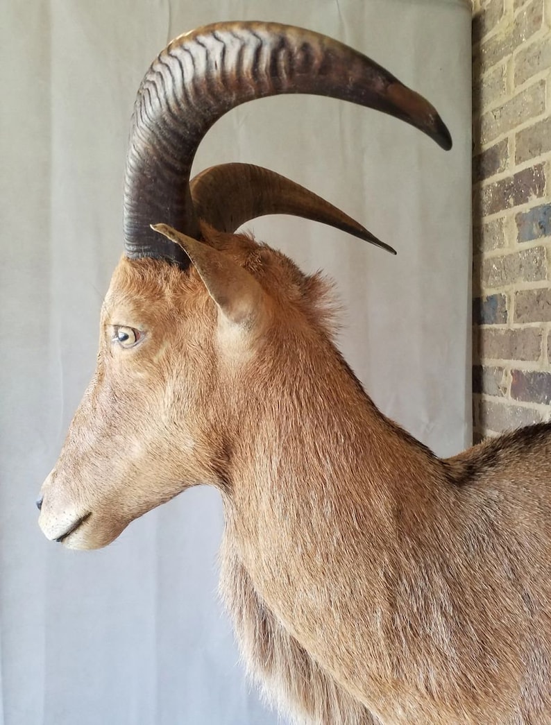 Half-body Audad/aoudad Wall-mount With Habitat - LOCAL PICKUP ONLY - Etsy