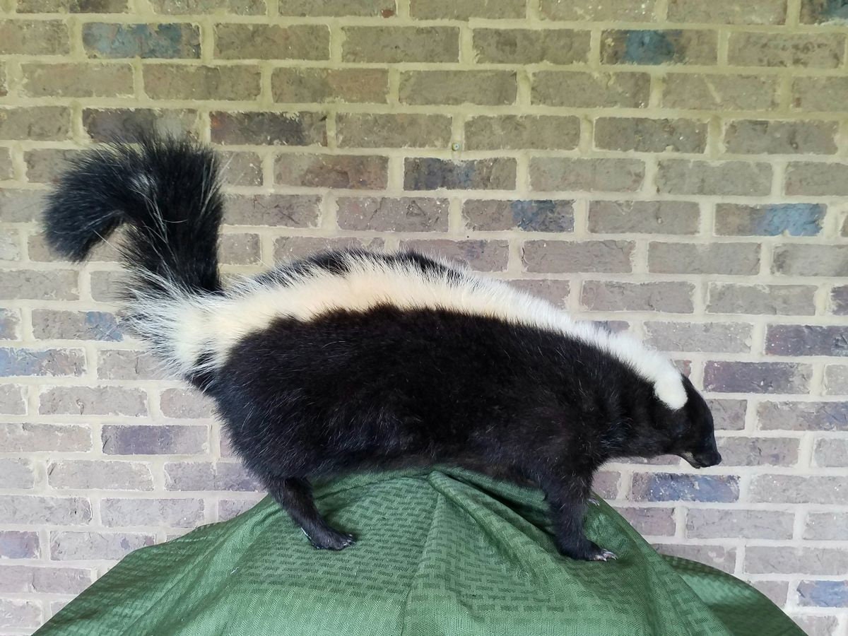 Godzilla Striped Skunk Mount NEW - Etsy