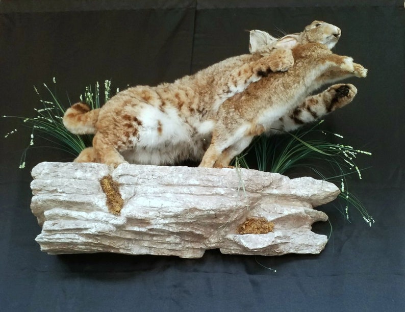 Huge Bobcat Catching Rabbit Rock Ledge Wall-mount - Etsy