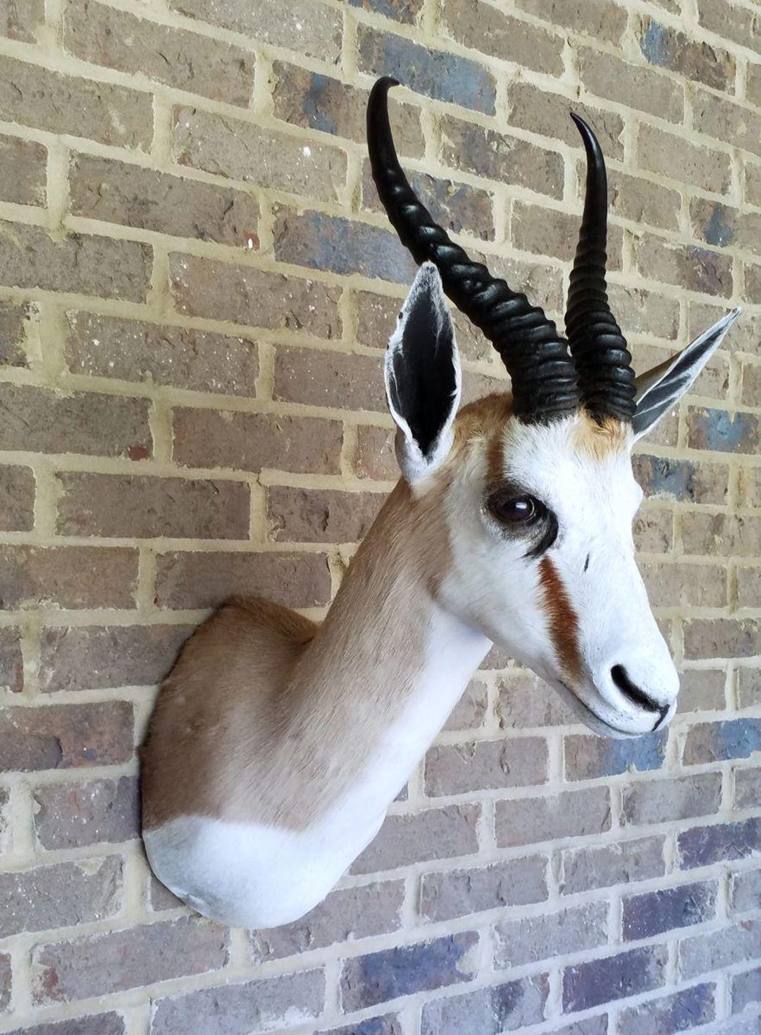Clean and Classic Springbok Mount - Etsy