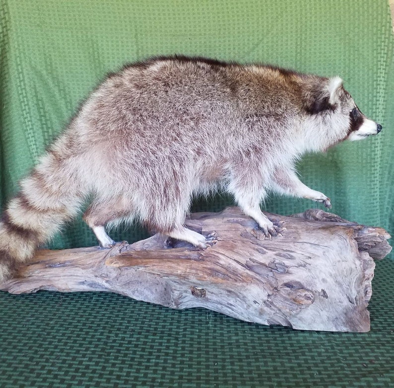 Cute Full-body Raccoon on Log - Etsy