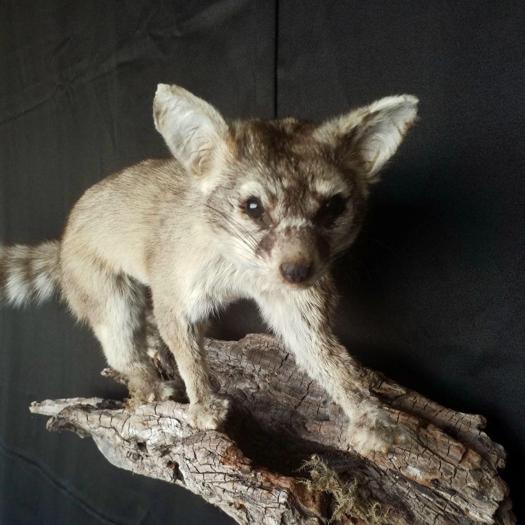 Vintage Ringtail Cat Wall-mount - Rare - Etsy