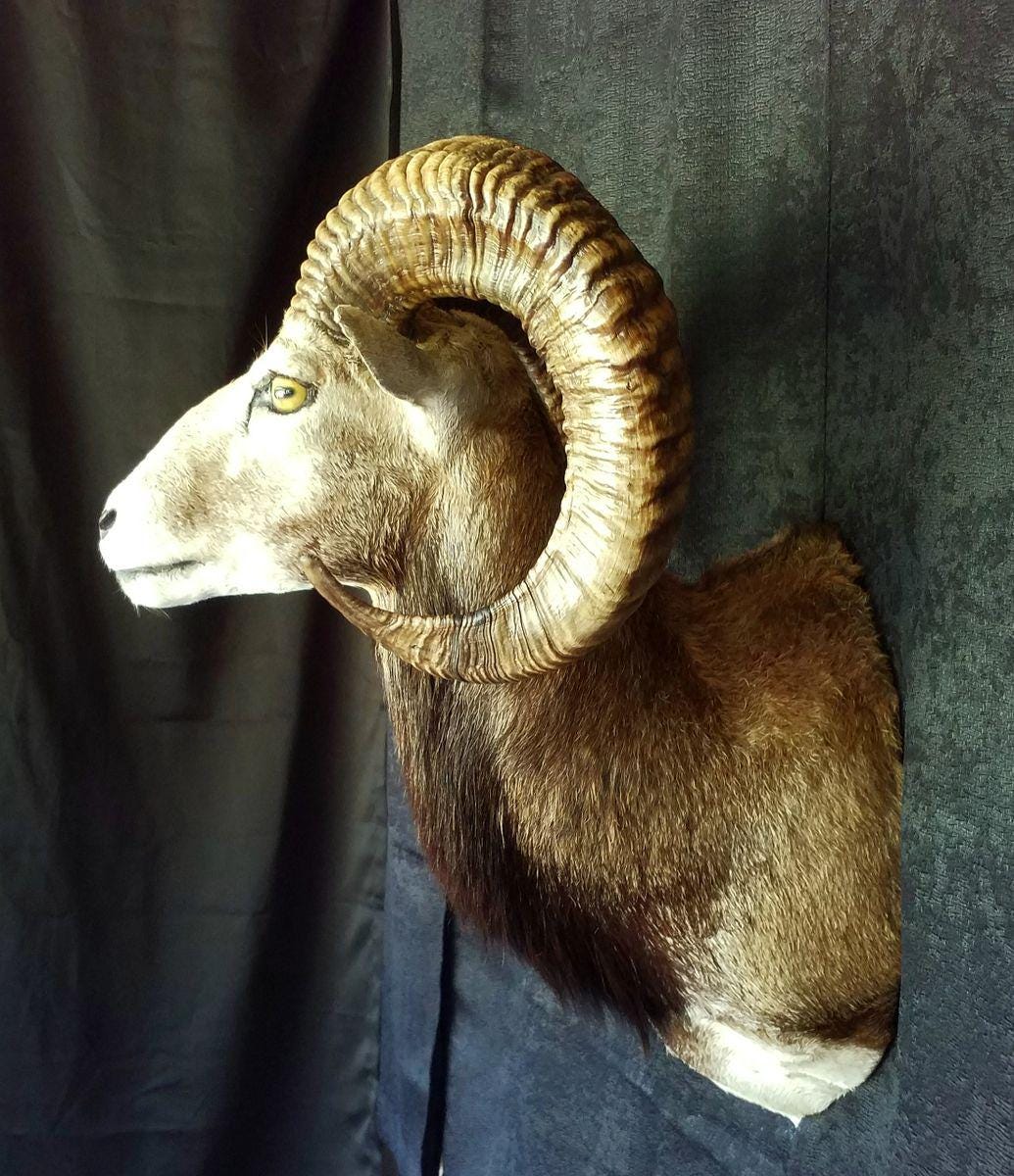 Mouflon Ram Mount - 27 Inch Horns - Etsy