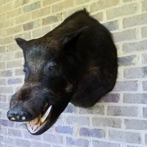Big Heavy Black Hog Mount - Etsy