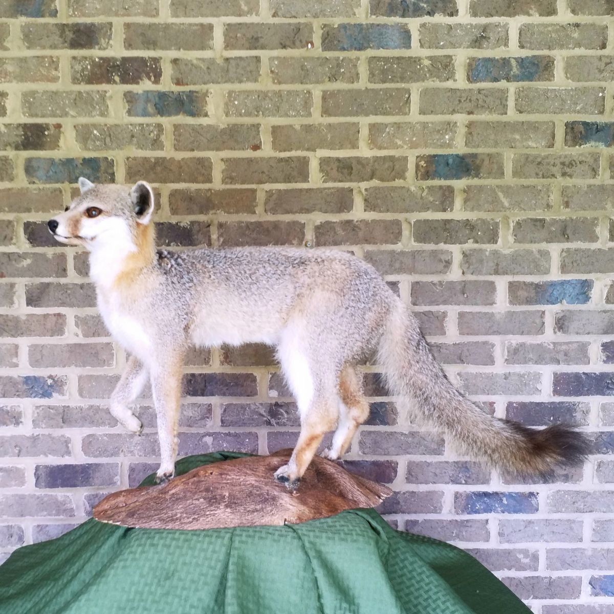 Vintage Gray Fox Mount - Etsy