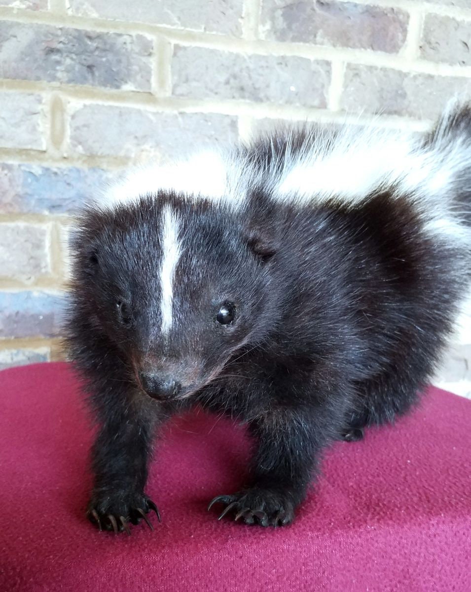 4 tanned SKUNK feet fur pelt skin FLY TYING native craft bag purse ...