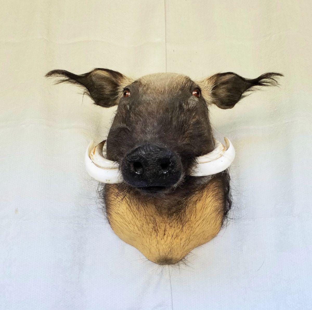Ugly African Bushpig Shoulder Mount - RARE Item - Etsy