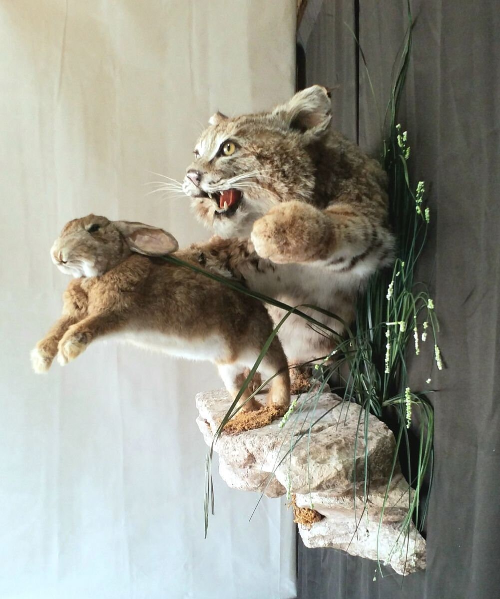 Huge Bobcat Catching Rabbit Rock Ledge Wall-mount - Etsy
