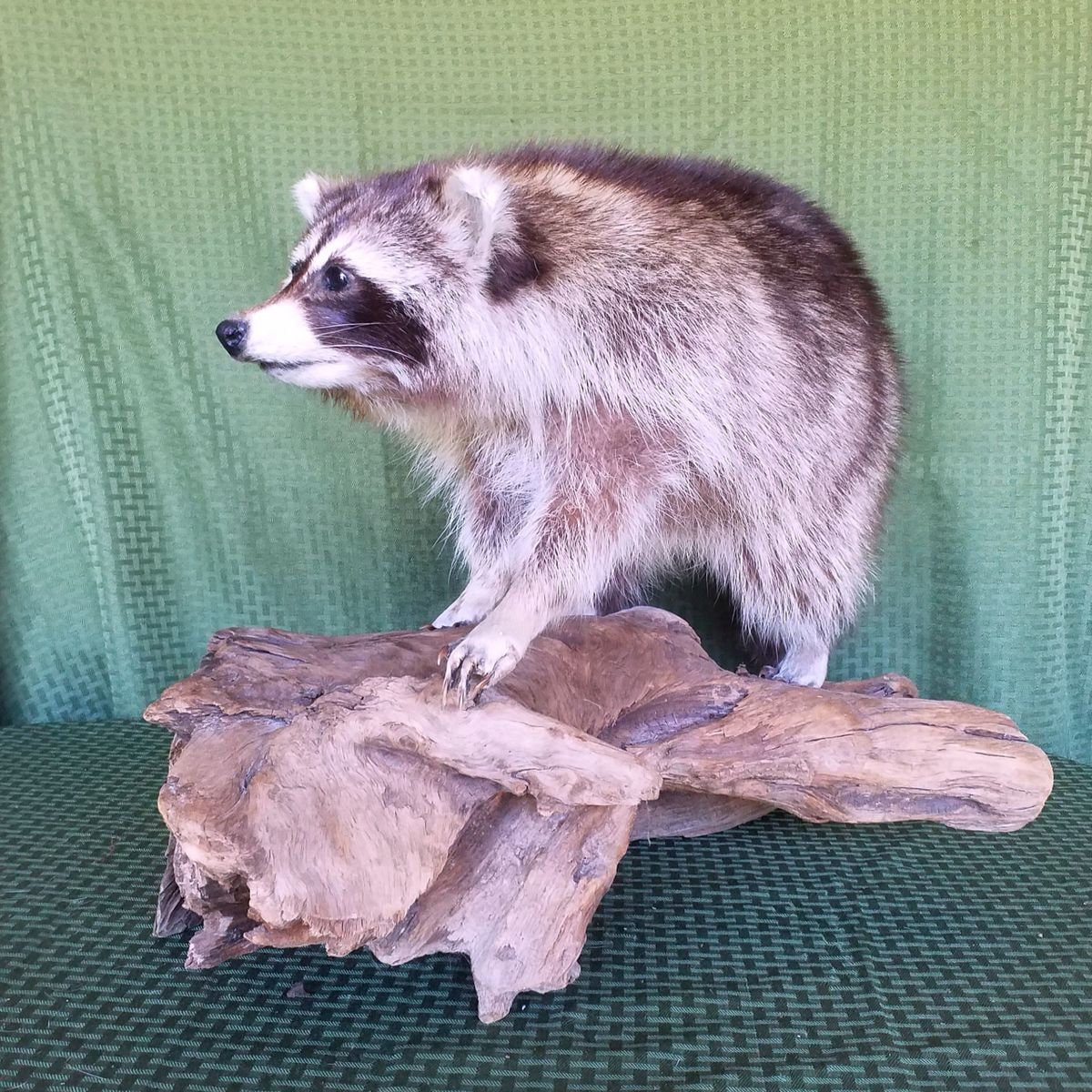 Cute Full-body Raccoon on Log - Etsy