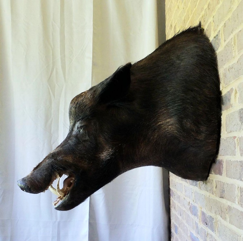 Big Heavy Black Hog Mount - Etsy