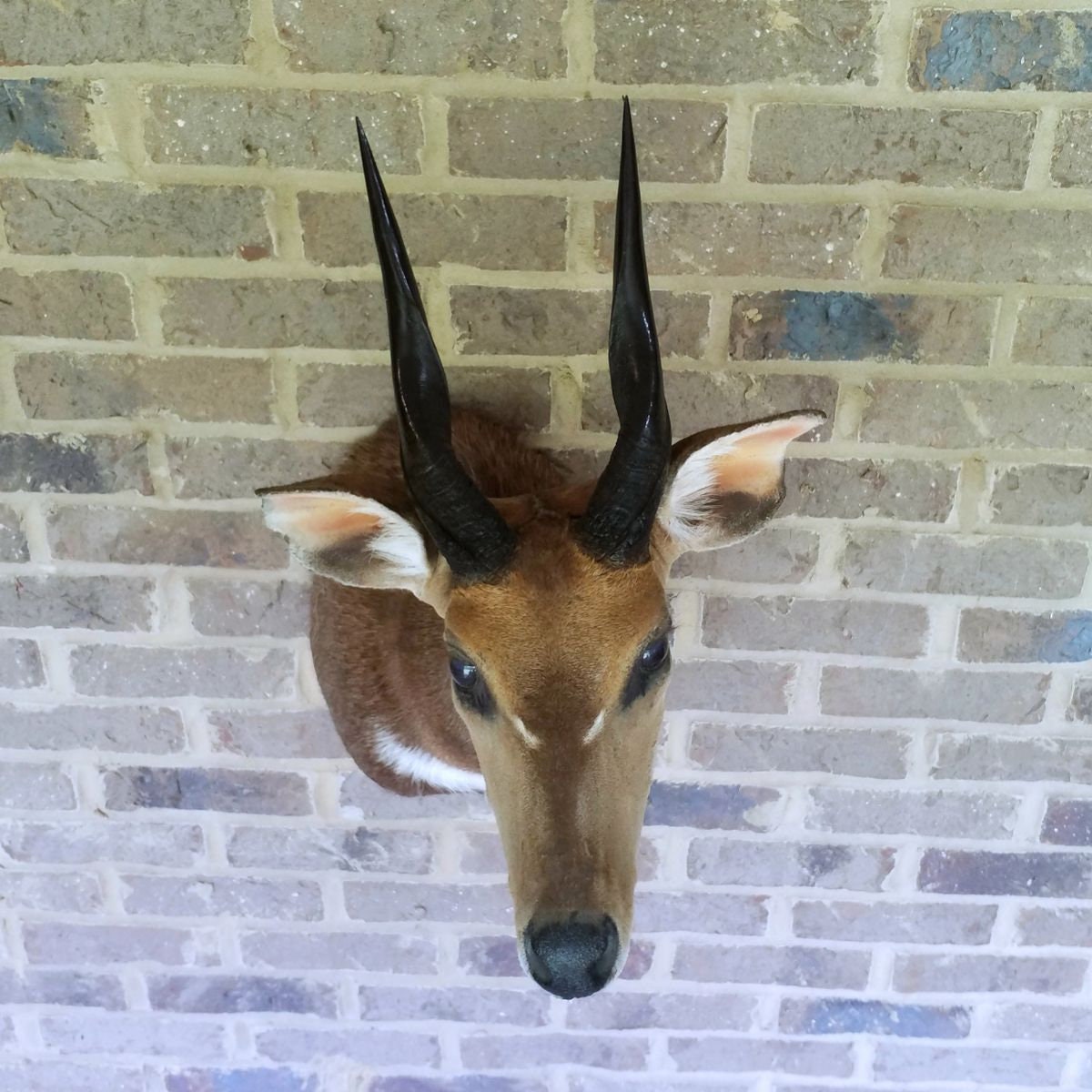 Sharp-looking Large Bushbuck Mount - Etsy