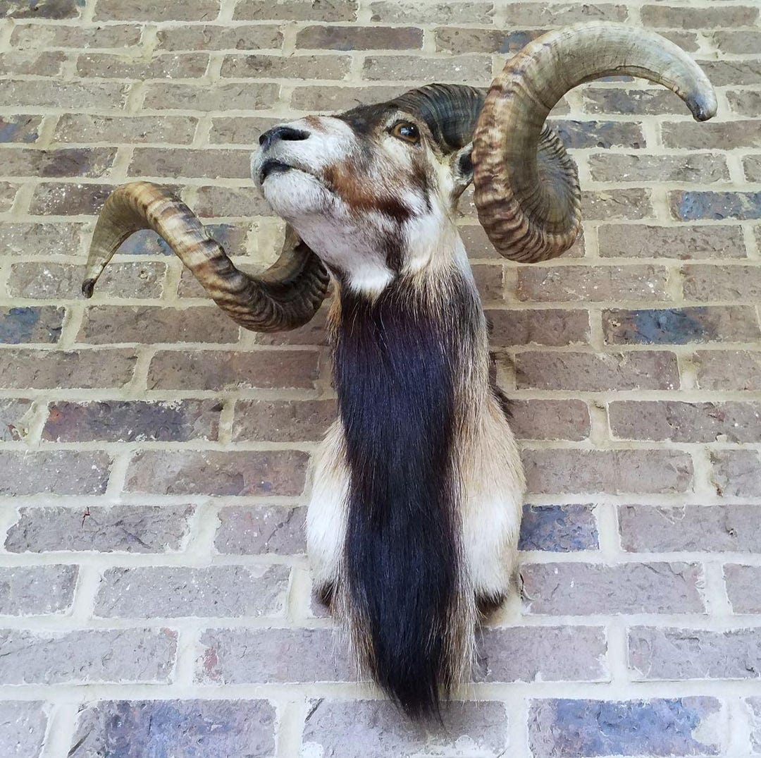 Super Curled Corsican Ram Mount - 33 and 35 Inches - Etsy