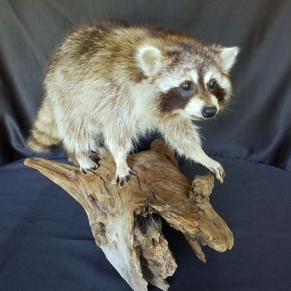 Cute Full-body Raccoon on Log - Etsy