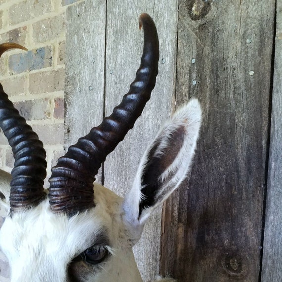 Cool Springbuck Mounts