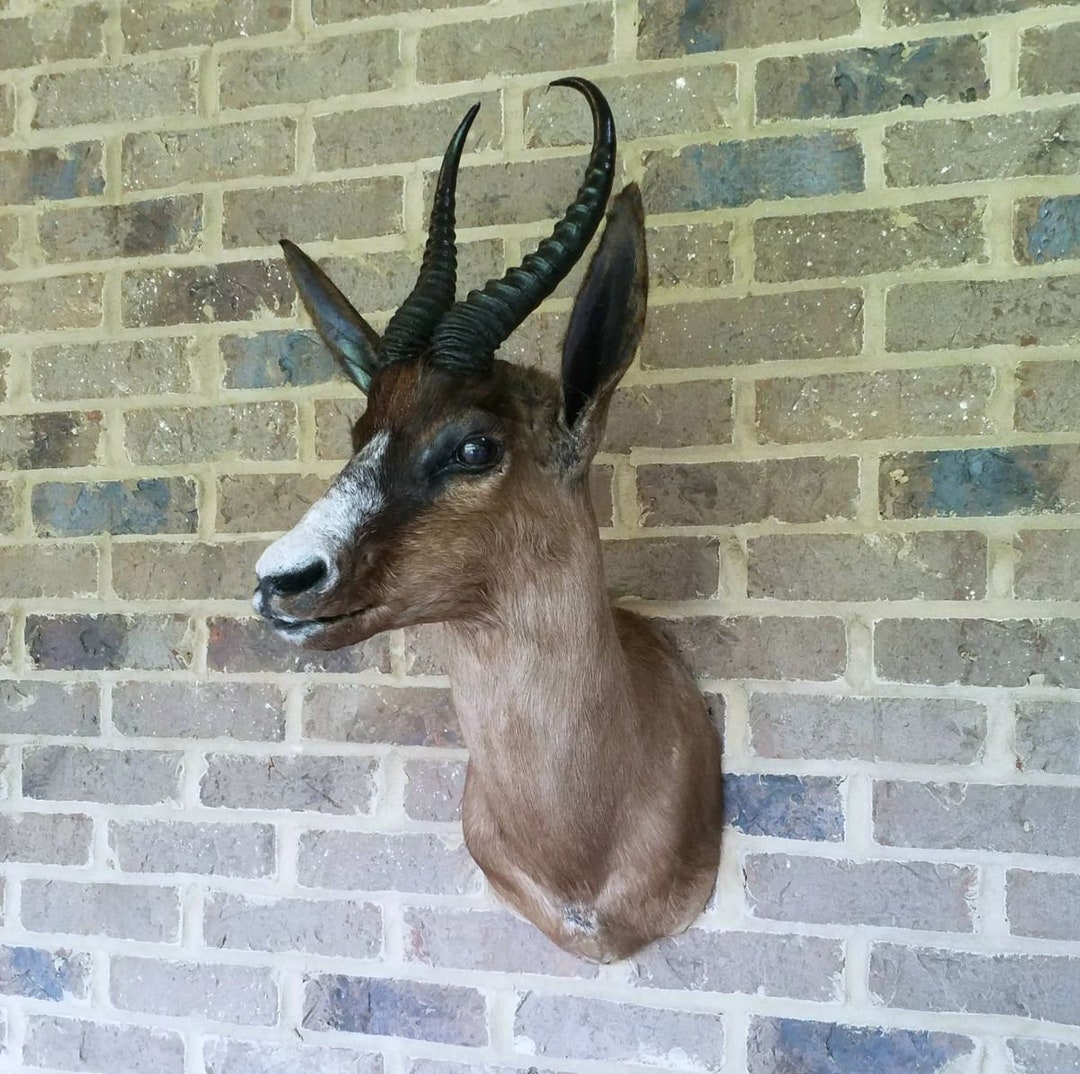 Vintage Chocolate Springbok Head and Shoulder Mount - Etsy