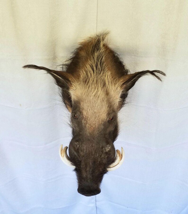 Ugly African Bushpig Shoulder Mount - RARE Item - Etsy
