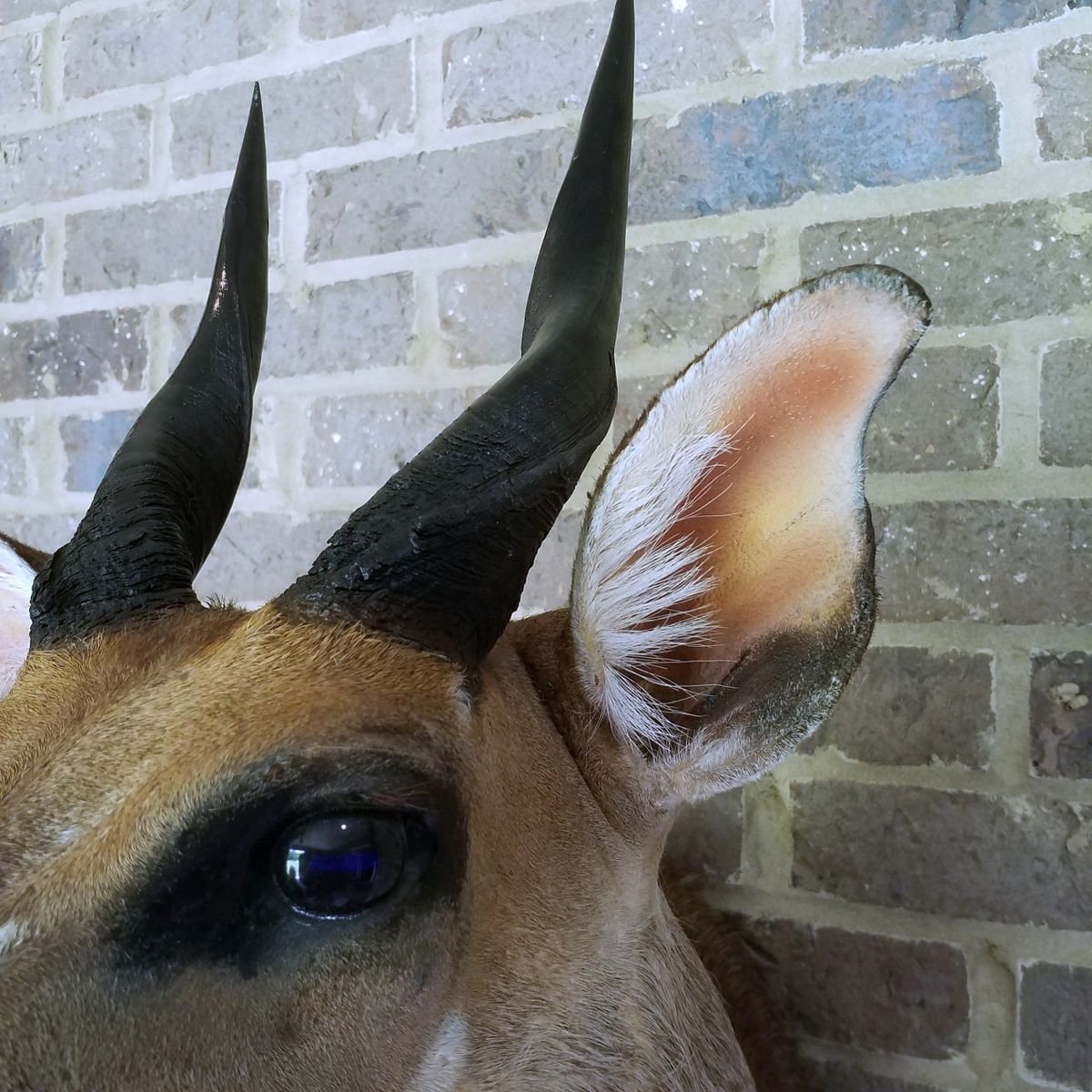 Sharp-looking Large Bushbuck Mount - Etsy