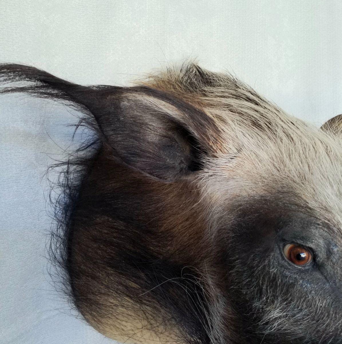 Ugly African Bushpig Shoulder Mount - RARE Item - Etsy