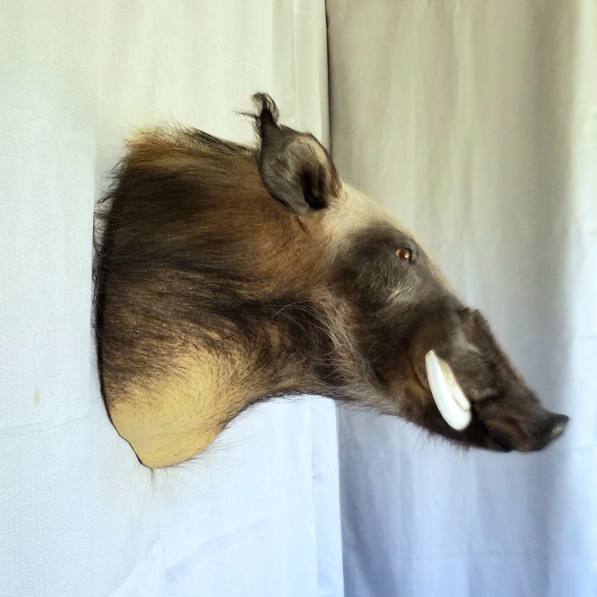 Ugly African Bushpig Shoulder Mount - RARE Item - Etsy