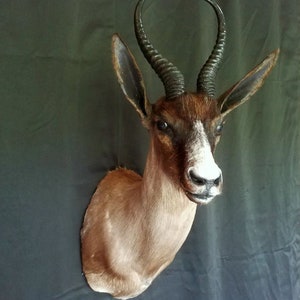 Vintage Chocolate Springbok Head and Shoulder Mount - Etsy