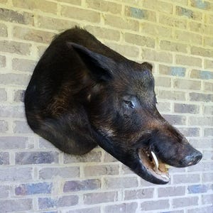 Big Heavy Black Hog Mount - Etsy