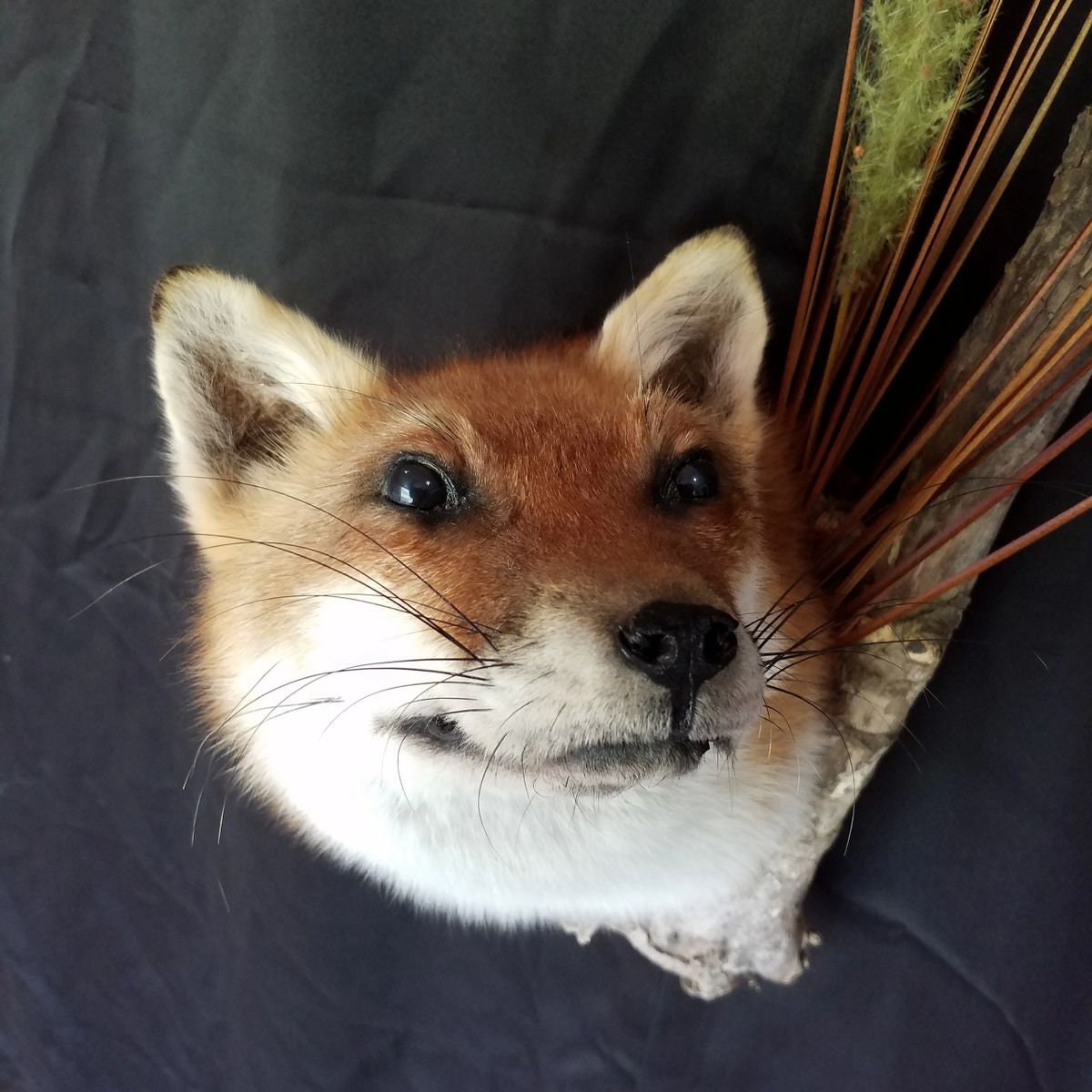 Star-gazing Russet Red Fox Head Wall-mount NEW - Etsy