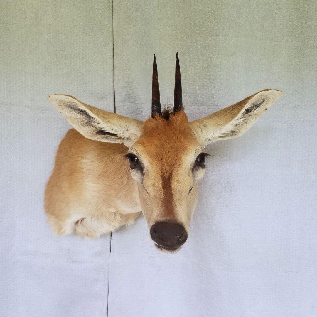 Duiker - Unusual Side-sneak Pose - Etsy