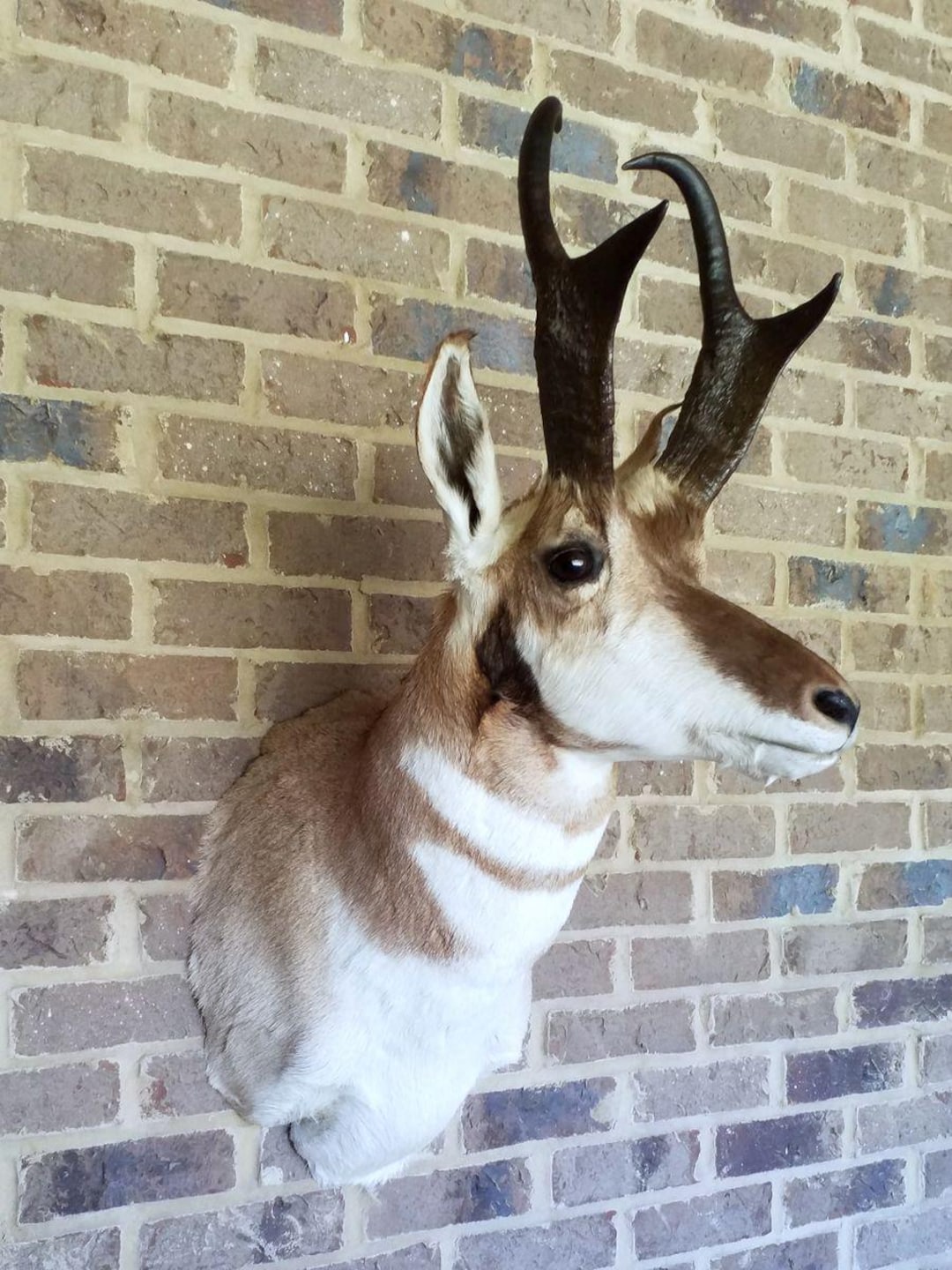 Big and Bold Pronghorn Mount - Etsy