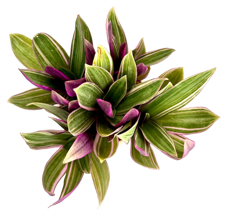 Rare Tradescantia - Rhoeo Tricolor - Purple Variegated Wandering Jew ...