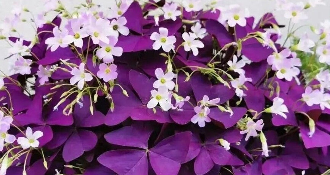 Purple Oxalis Wood Sorrel purple Shamrock8 Bulb-worthy Live Bundle ...