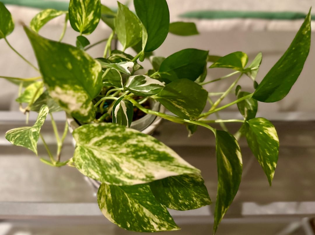 Devil’s Ivy Pothos Plants, Low Light Vining In-house Plant, Great Air ...