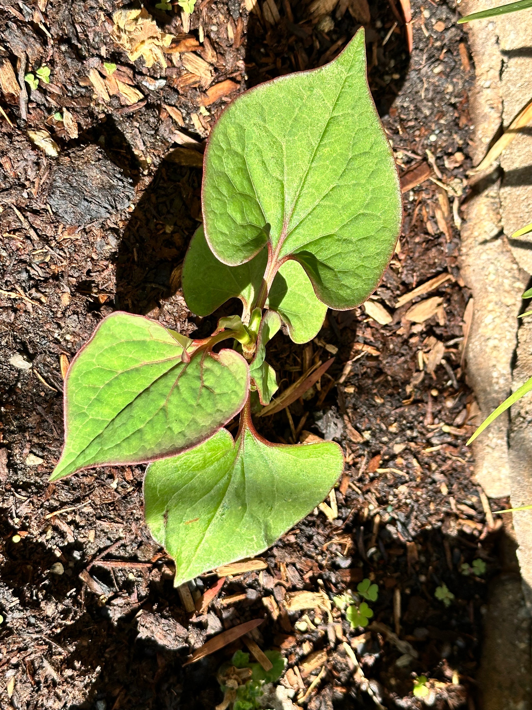 Fish Mint/houttuynia Cordata/fishwart/鱼腥草（折耳根)，live Plants, Fully ...
