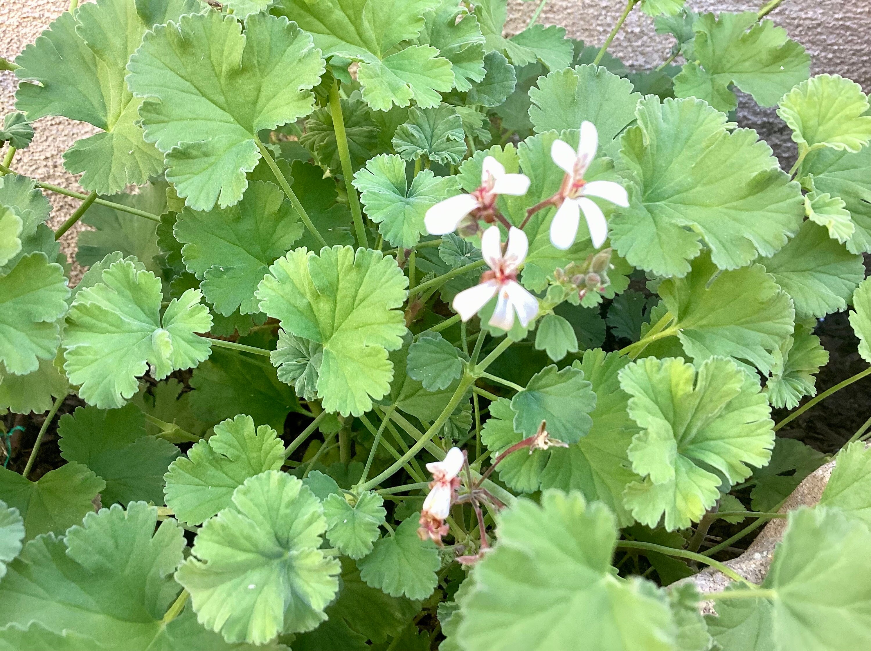 Rare Tutti Fruity Nutmeg Scented Geranium - 4-season Live Plant, Dwarf ...