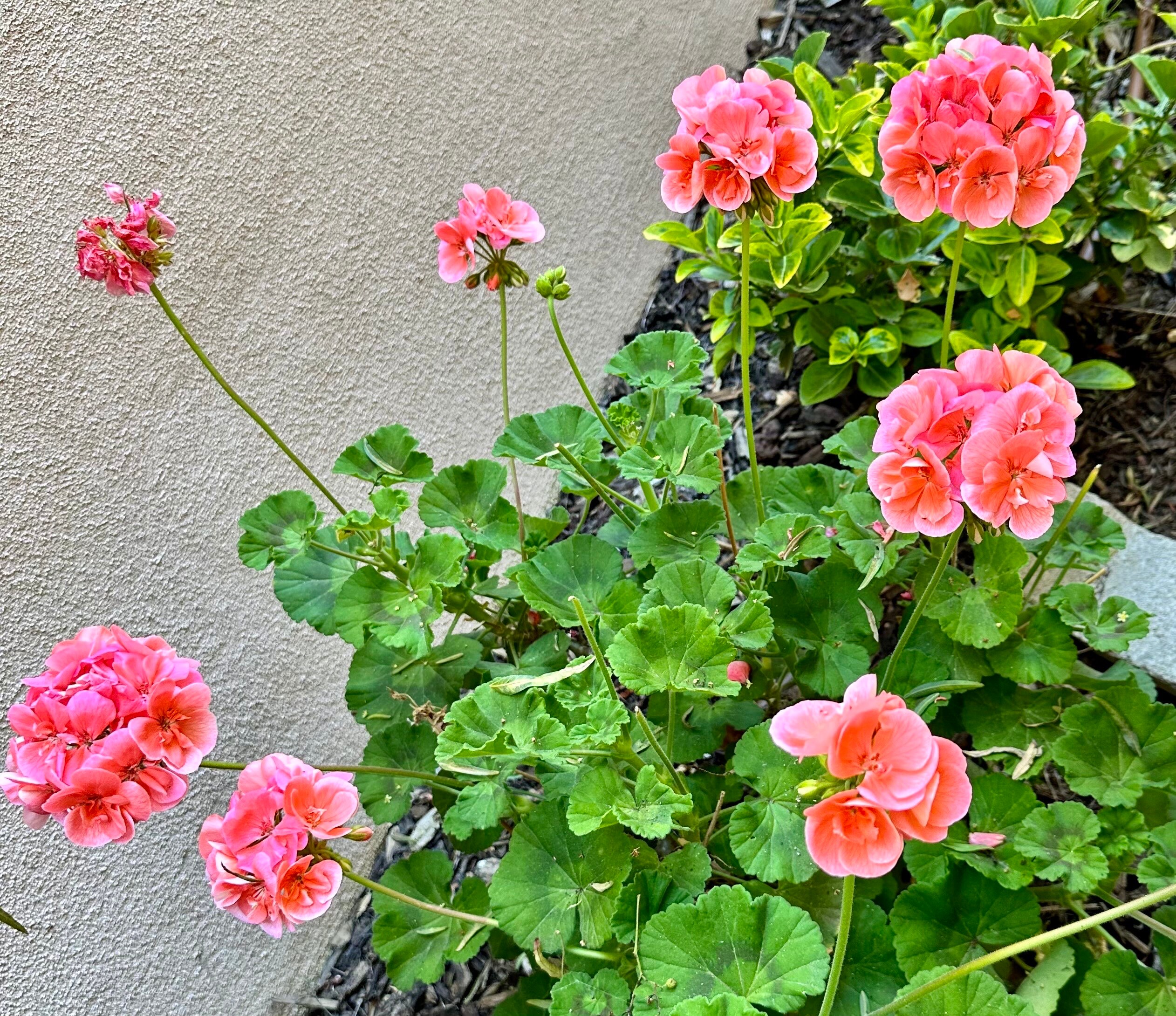 Geranium Live Plant With Color Options, 5-10” Tall, May or May Not in ...