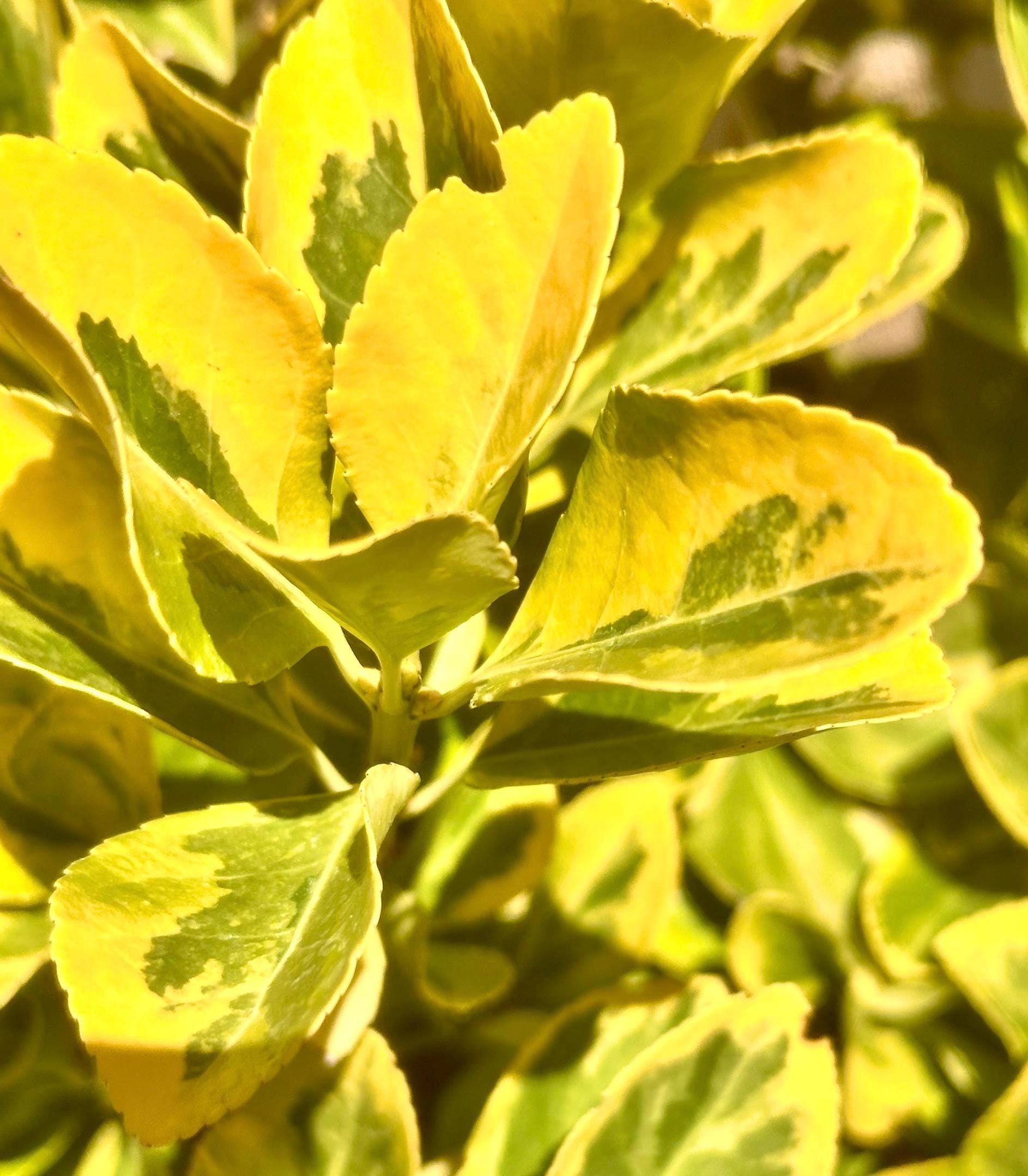 Golden Euonymous | Euonymus Japonicus 'aureo-marginatus, Live Starter ...