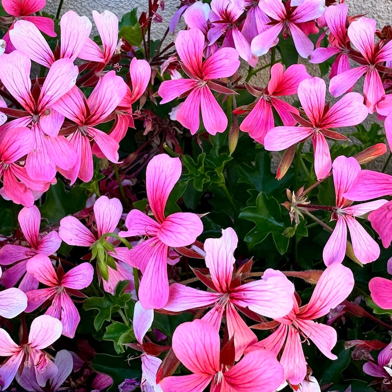 Geranium Trailing - Etsy