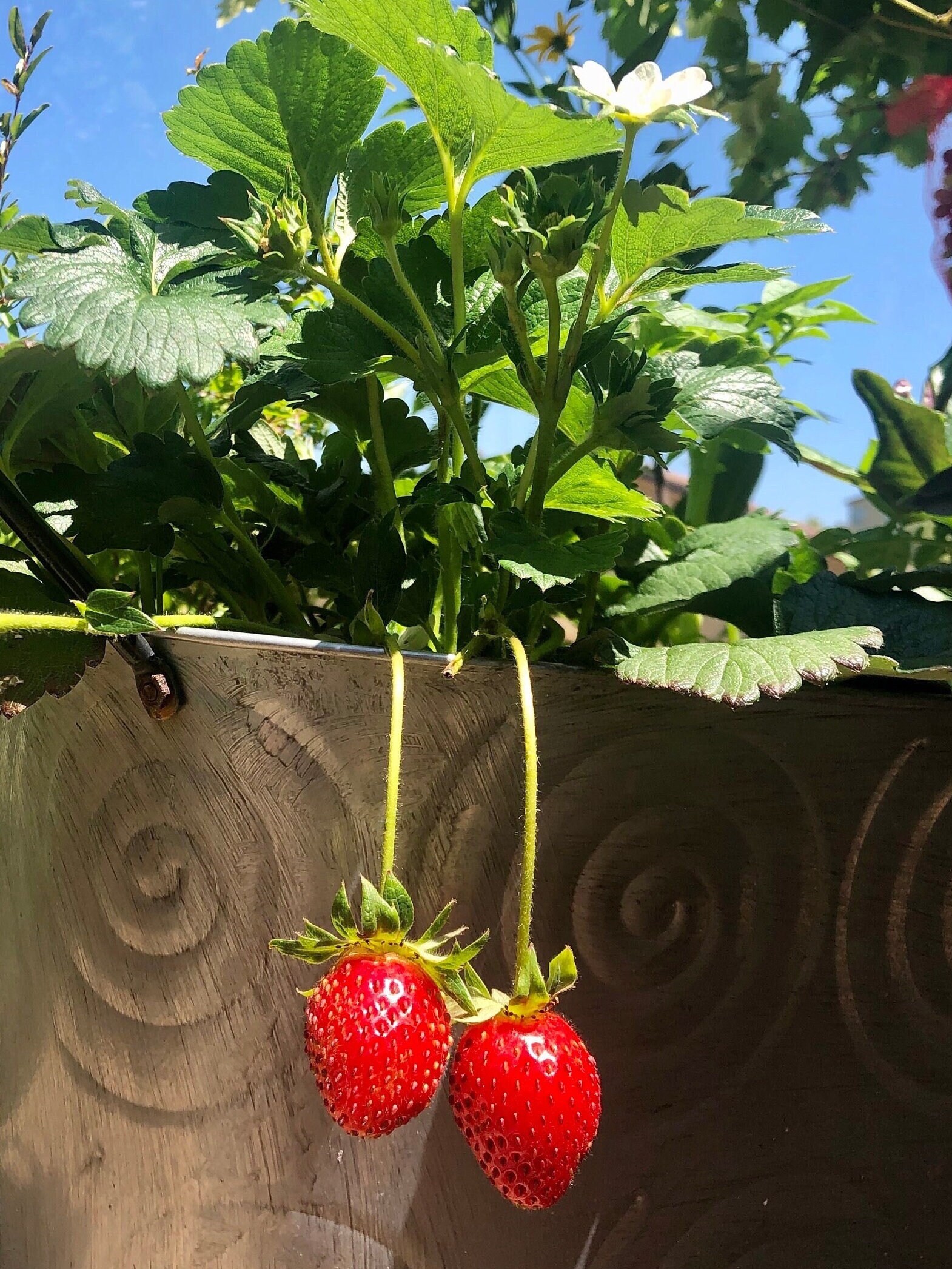 Eversweet Strawberry, 2 Live Fruit-bearing Plants, Shipping With Soil ...